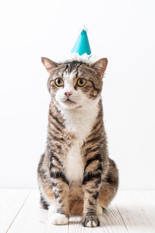 Cat with party hat stock photo. Image of mammal, cats - 152405096