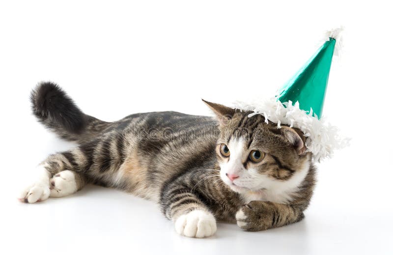 Cat with party hat stock photo. Image of birthday, mammal - 151489250