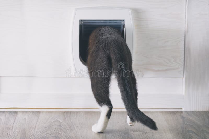 Cat Passing through the Cat Door Stock Image - Image of kitten, floor ...