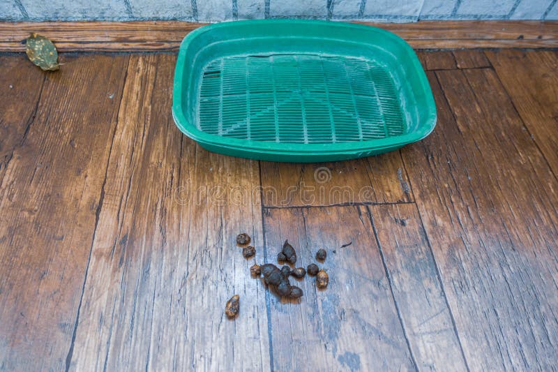 The cat past the tray stock photo. Image of safety, behavior - 270922800