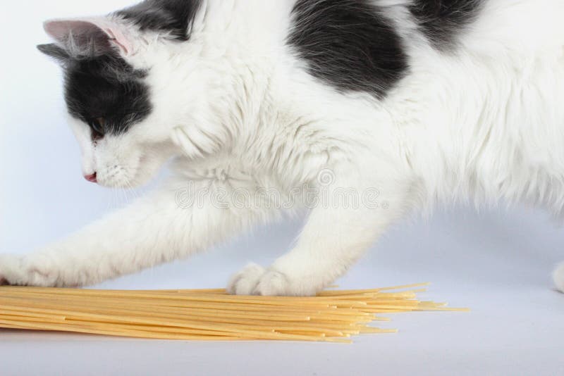 Cat with pasta stock image. Image of spagetti, sphagetti - 47139411