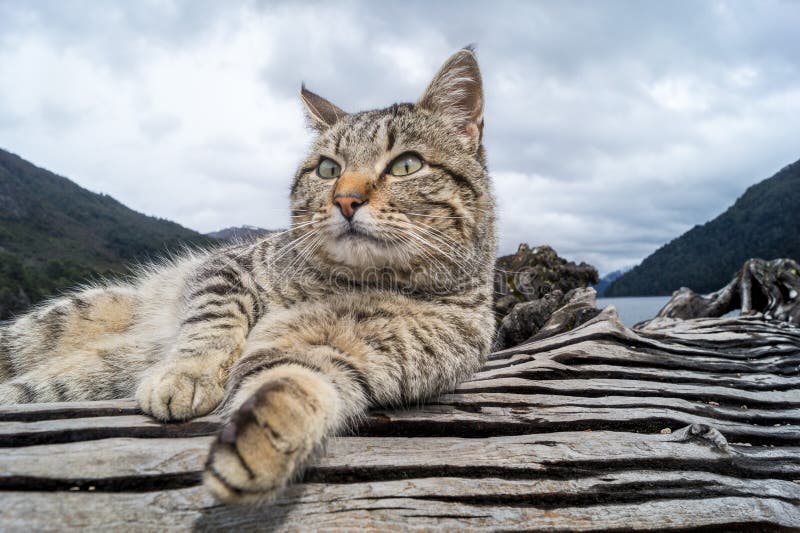 Cat in Patagonia, Argentina Stock Image - Image of aconcagua, blossom ...