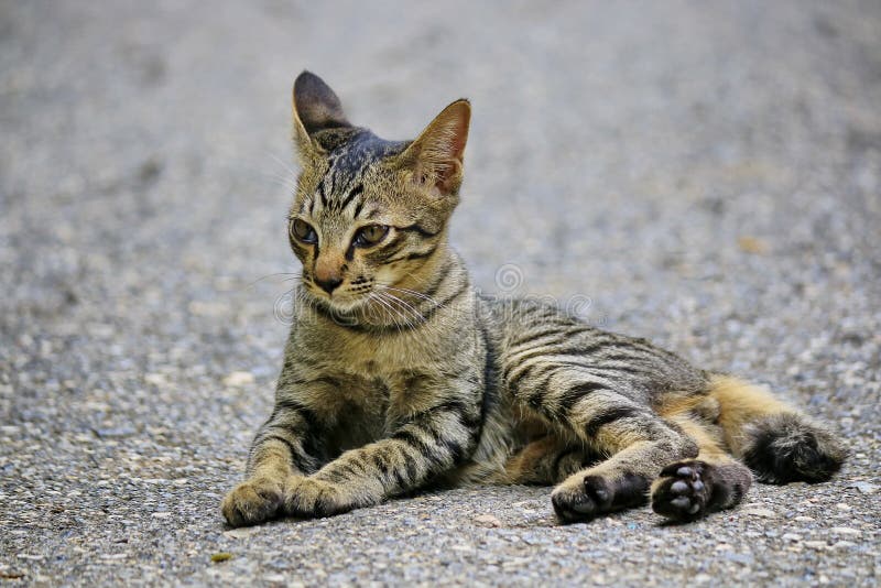 A Cat with Patterns Like a Tiger Stock Photo - Image of bengal, brown ...