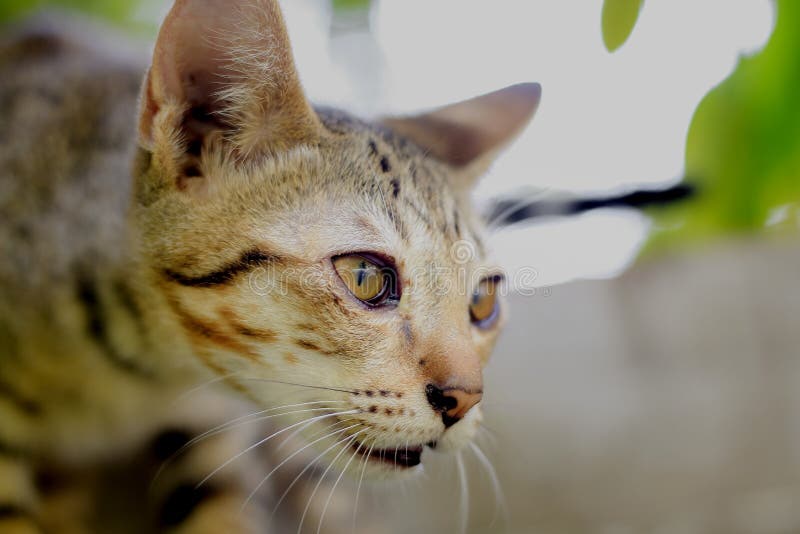 A Cat with Patterns Like a Tiger Stock Photo - Image of seamless ...