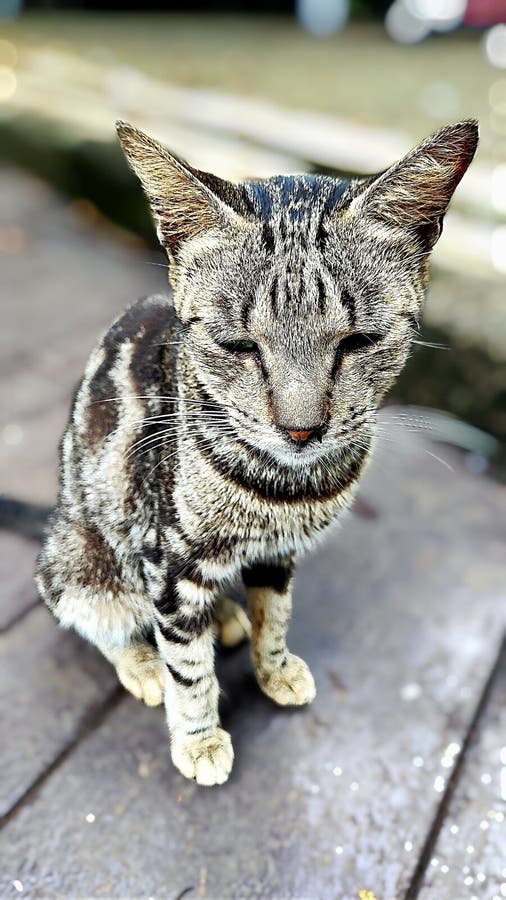 Cat with Patterns stock image. Image of swirls, coatthe - 314890305