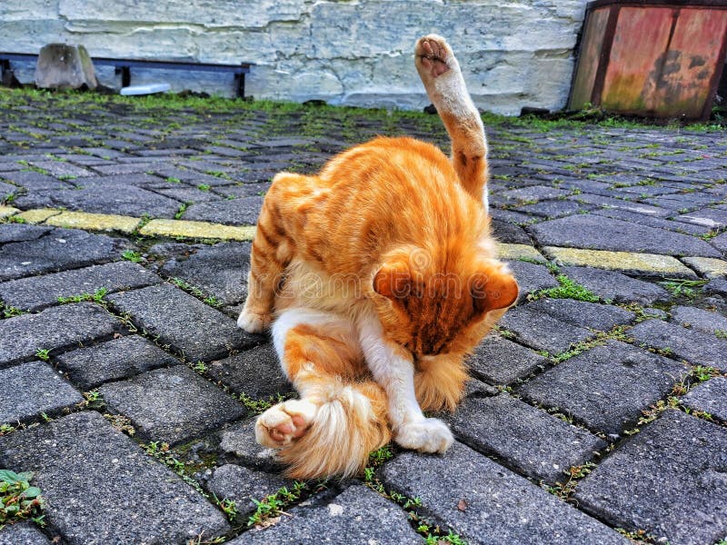 A cat on a paved road stock image. Image of animal, carnivore - 388766959
