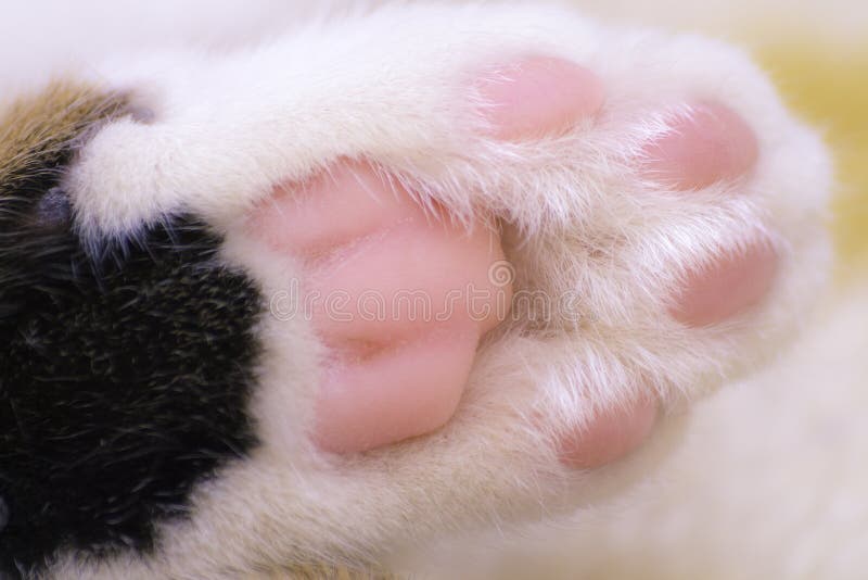 Cat Paw stock image. Image of detail, kitty, macro, feet - 51741413