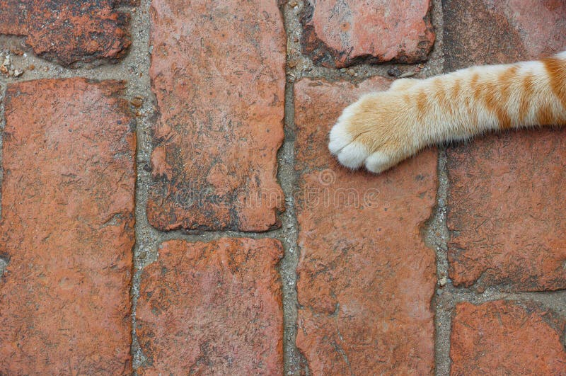 558 Paws Backgrounds Stock Photos - Free & Royalty-Free Stock Photos ...