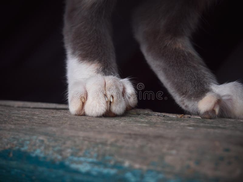 152 Cat Forepaw Stock Photos - Free & Royalty-Free Stock Photos from ...