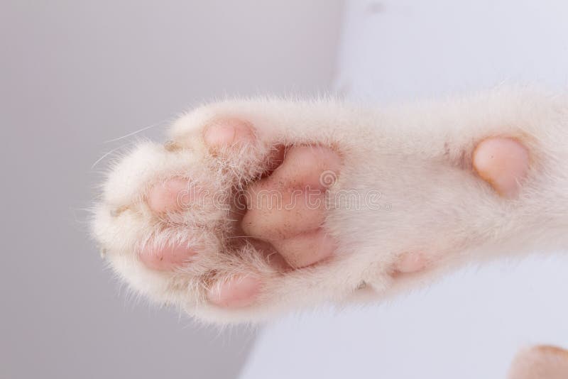 293 Cat Paw Bottom Stock Photos - Free & Royalty-Free Stock Photos from ...