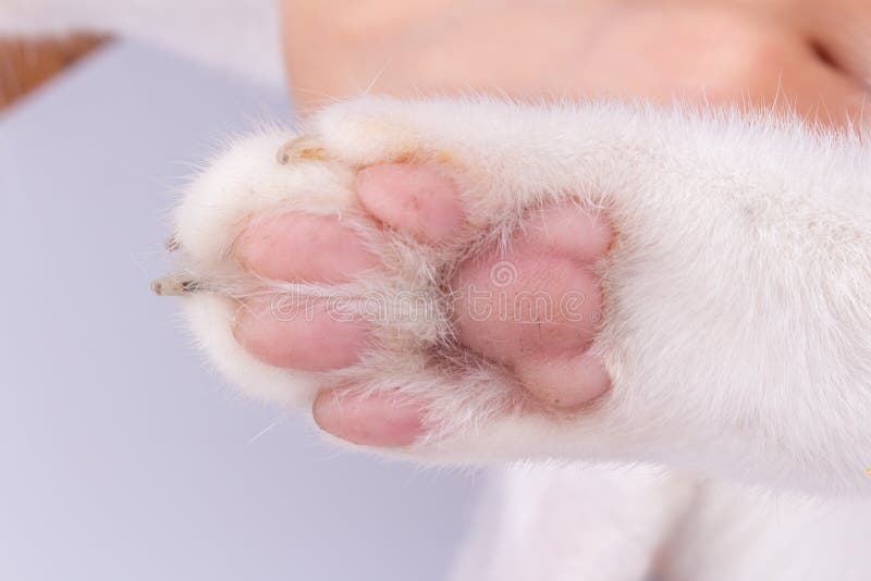293 Cat Paw Bottom Stock Photos - Free & Royalty-Free Stock Photos from ...