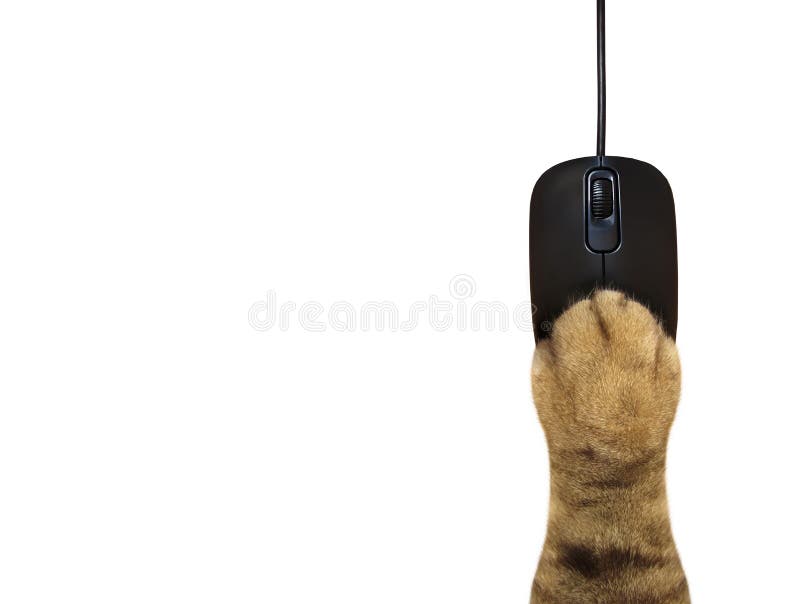 167 Mouse Black Cat Computer Stock Photos - Free & Royalty-Free Stock ...