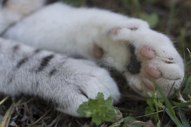 Cat paw stock image. Image of domestic, animal, black - 97654533