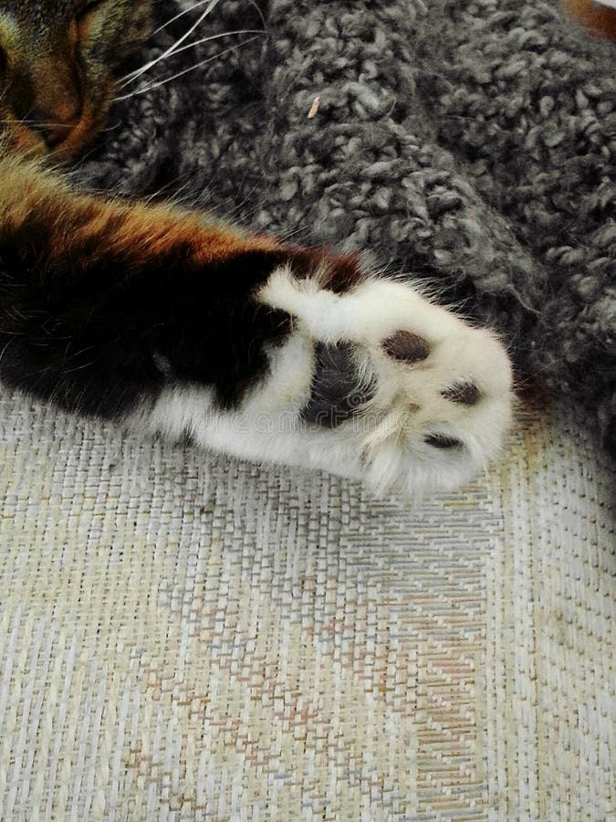 Cat paw stock photo. Image of kitten, abstract - 84092680