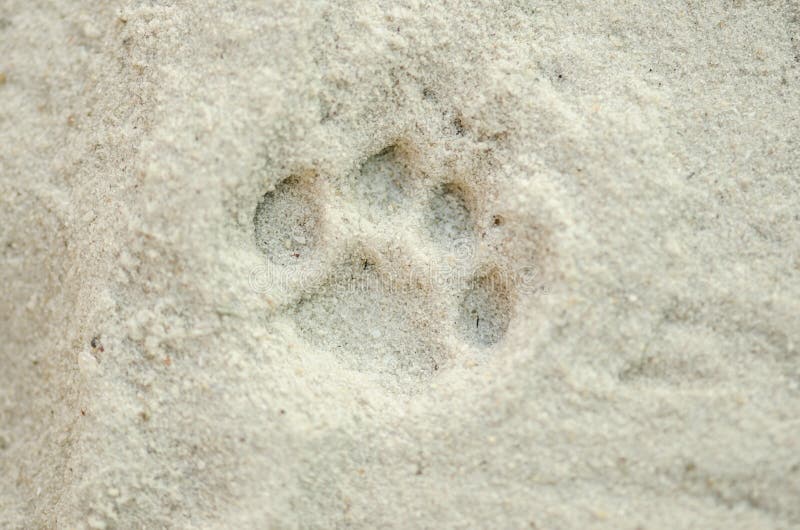 Cat Paw Prints in the Sand. Stock Photo - Image of walk, beach: 52038782
