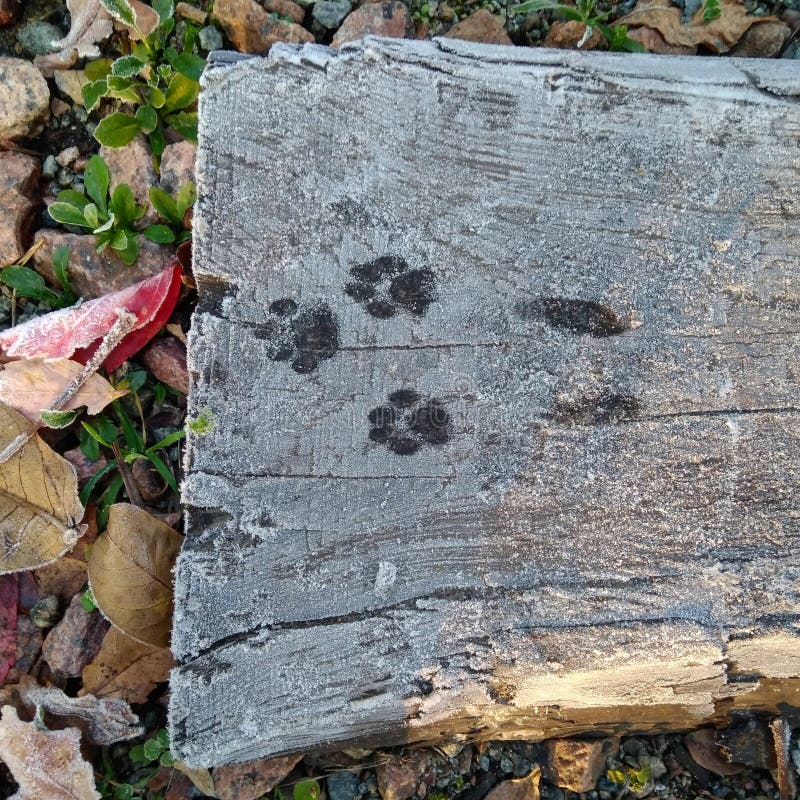Cat Paw Prints in the Snow on the Tree Stock Photo - Image of green ...