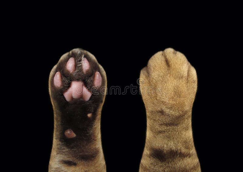 Paws of a Cat Scottish Straight, Top and Bottom View Stock Image ...