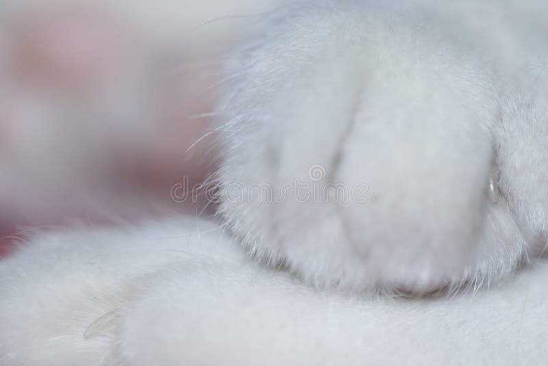 Cat paws stock image. Image of paws, macro, mammals, details - 56820737