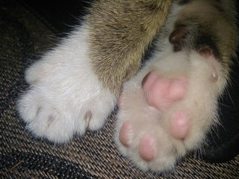 Paws of a Cat Scottish Straight Stock Photo - Image of squirrel ...
