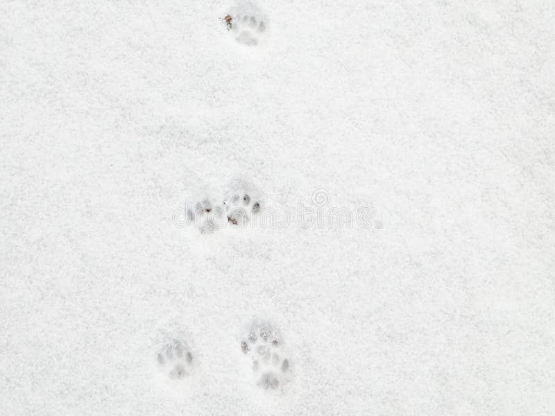 Cat Paws Footstep on Fresh Snow. Natural Background Stock Image - Image ...
