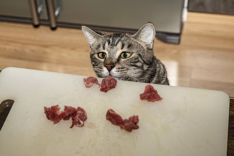 The Cat Paws Pieces of Meat from the Table Stock Image - Image of ...