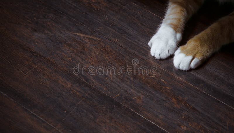 Cat Paws Put on the Wooden Floor with Empty Space for Copy Stock Image ...