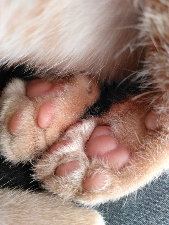 Cat Paws stock image. Image of paws, love, holiday - 129870493