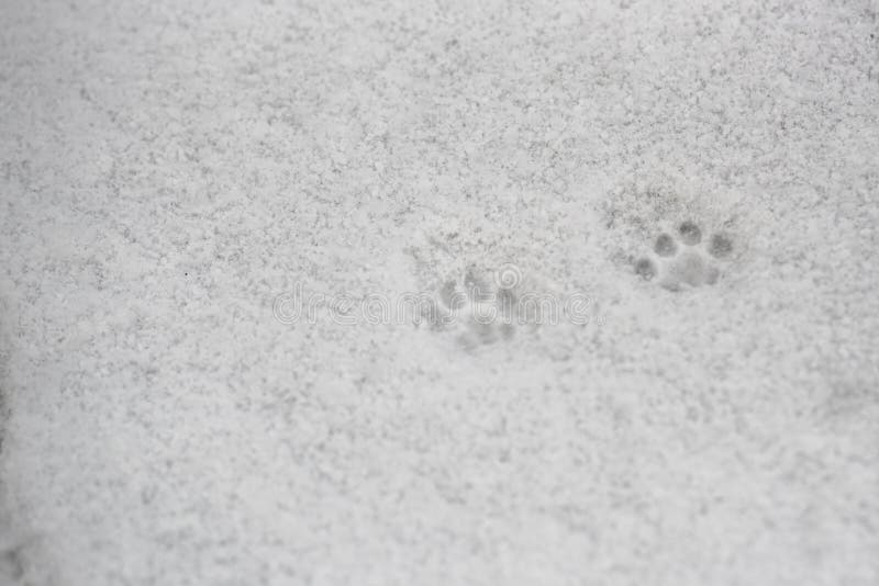 Cat Paws in the Snow, Snow Texture with Cat Paws Stock Photo - Image of ...