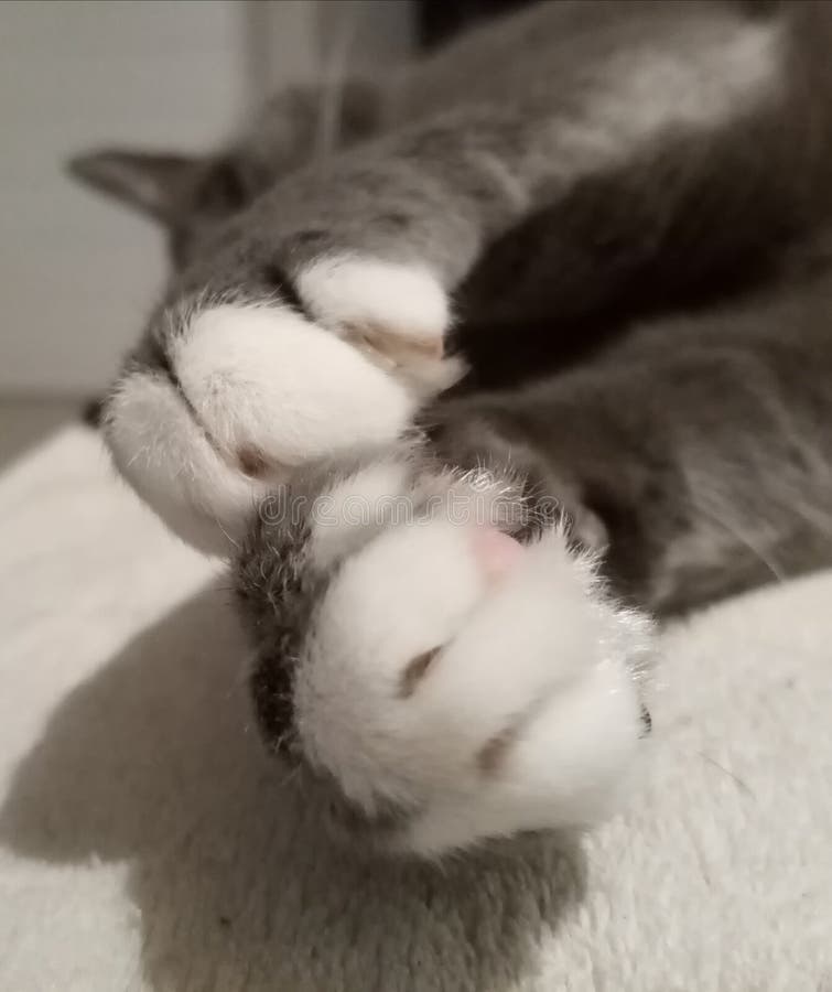 Cat paws up close stock photo. Image of kitten, kitty - 208591136