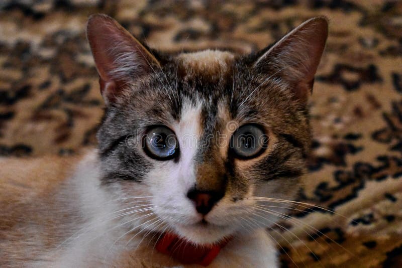 Cat Paying Attention To the Camera Stock Image - Image of cute ...