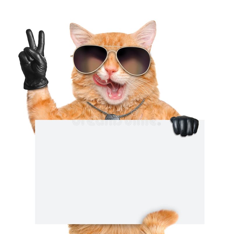 Cat with Peace Fingers in Black Leather Stock Photo - Image of smiley ...