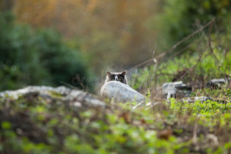 Cat peaking behind rock stock image. Image of grass, autumn - 60408019