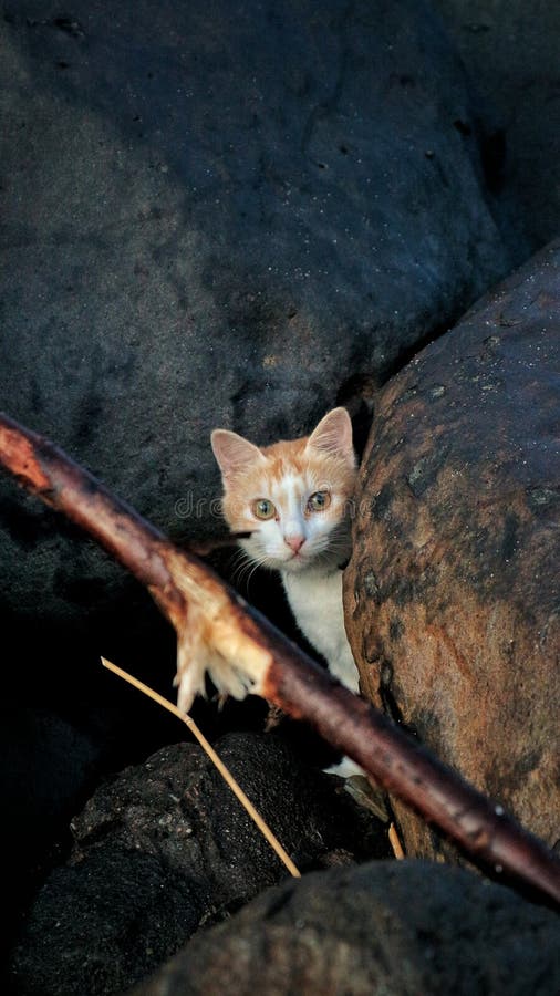 The Cat Peeked with a Wary Gaze Stock Image - Image of wary, peeked ...