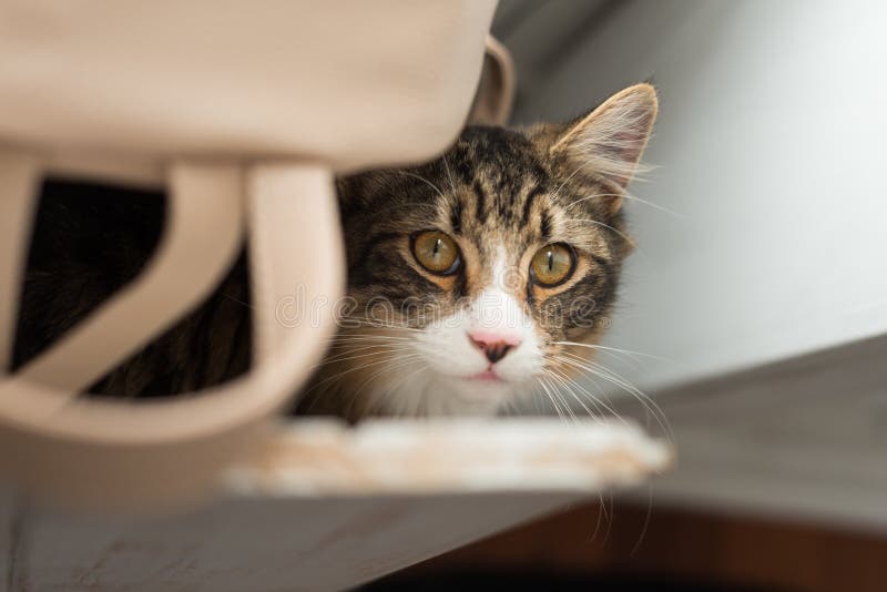 Peeking Cat Stock Photos - Download 2,187 Royalty Free Photos