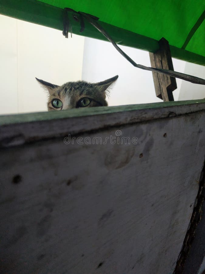A Cat Peeking Behind the Wall Stock Photo - Image of kitten, green ...
