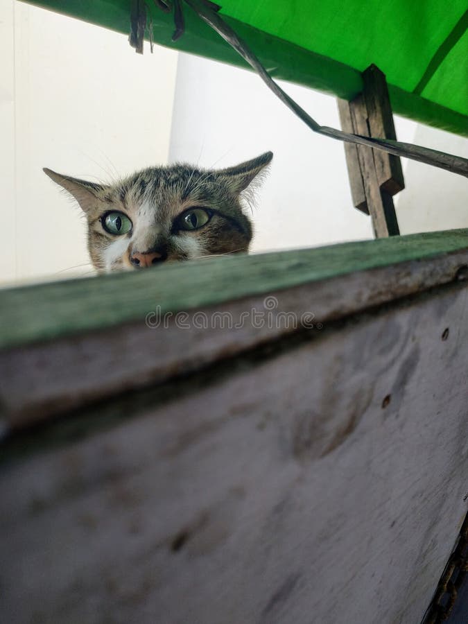 A Cat Peeking Behind the Wall Stock Image - Image of whiskers, blue ...