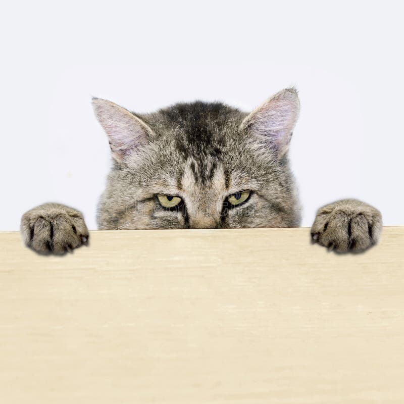 644 Animals Peeking Out Photos - Free & Royalty-Free Stock Photos from ...