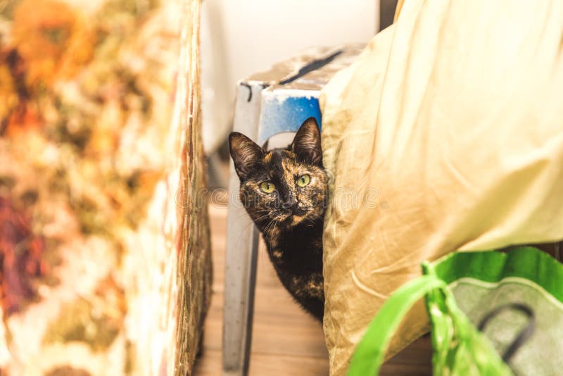 Cat Peeking Out stock photo. Image of eyes, black, unusual - 90259440