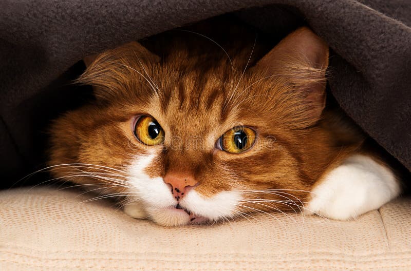 Cat peeking out stock photo. Image of peek, soft, sleep - 162694420