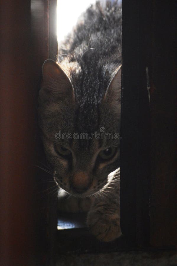 Cat peeks at the door stock photo. Image of door, nose - 281521248