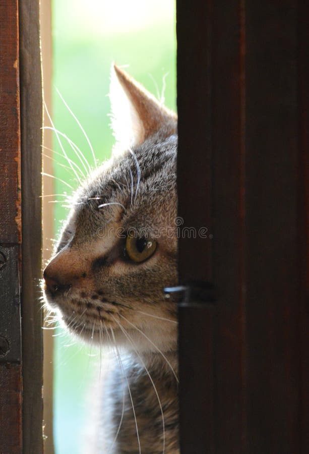 Cat peeks at the door stock photo. Image of whiskers - 281521292