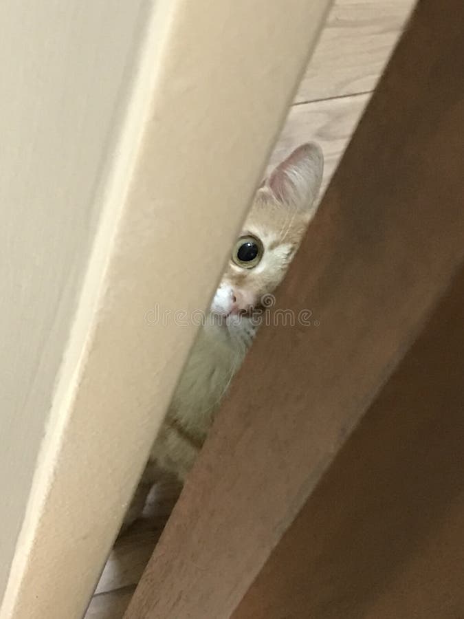 Cat peeping stock photo. Image of ginger, door, peeping - 132504822