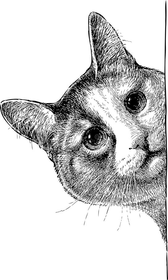 Cat peeping stock vector. Illustration of watching, peeping - 50709992