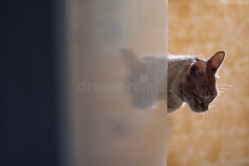 Cat Peering Around the Corner of a Wall, Looking Curious and Alert ...