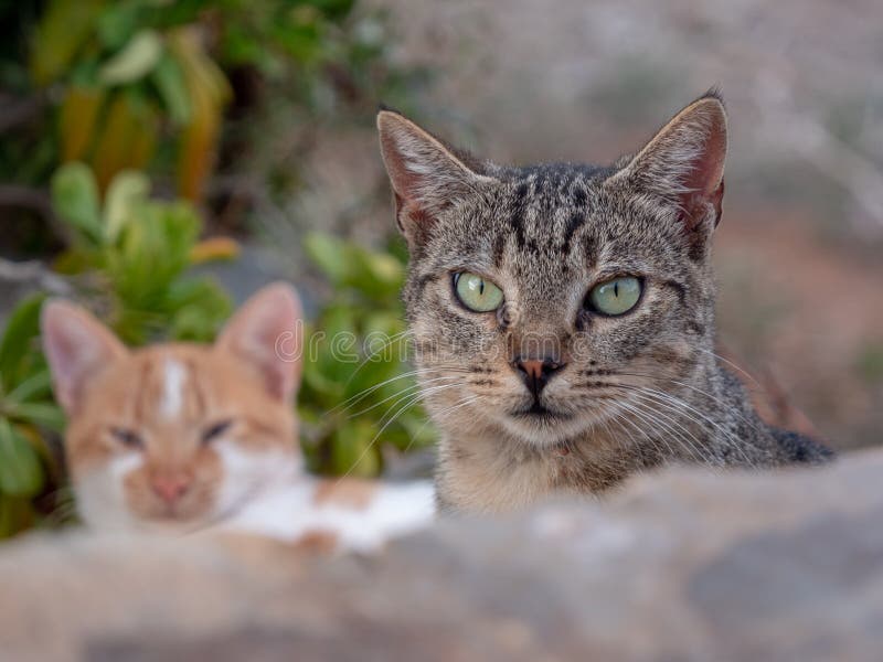 Cat Peering at Camera Over a Wall Stock Photo - Image of covert, feline ...