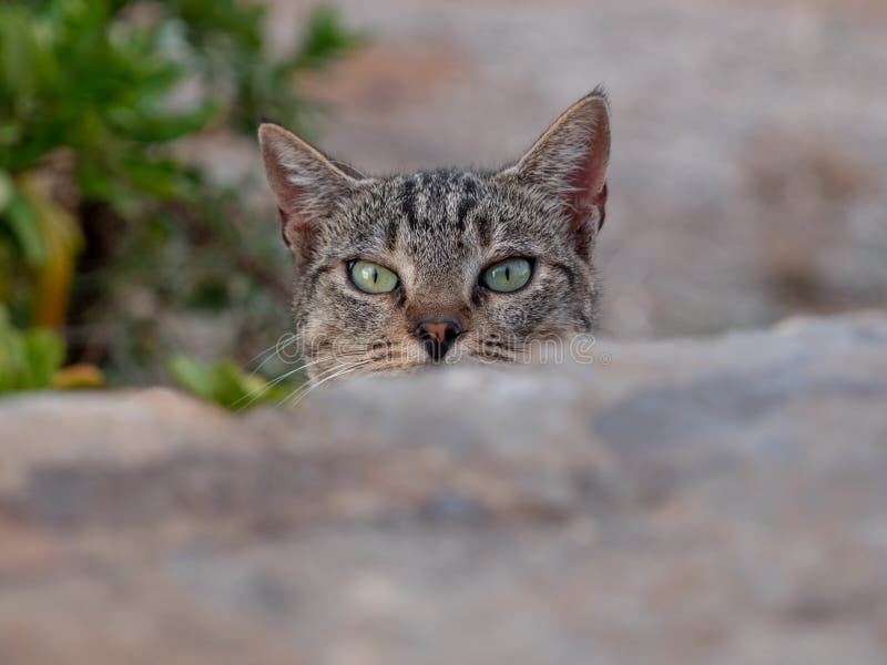 Cat Peering at Camera Over a Wall Stock Image - Image of feline, tabby ...
