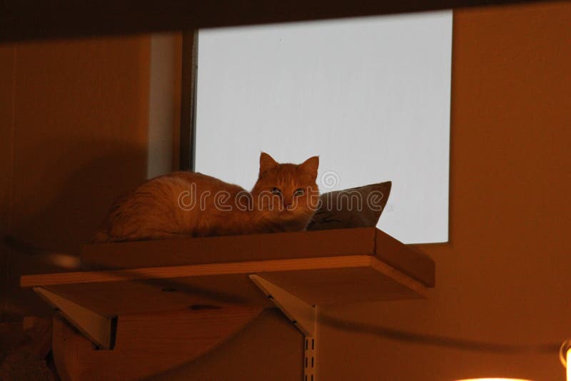 Cat on a perch 4393 stock image. Image of furry, friendly - 166230795