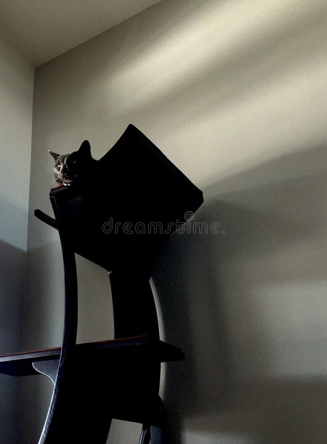 Cat perched on cat tree stock photo. Image of lighting - 88376616