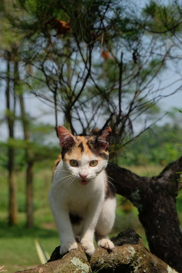 Cat perched on a tree stock image. Image of natural - 319882021