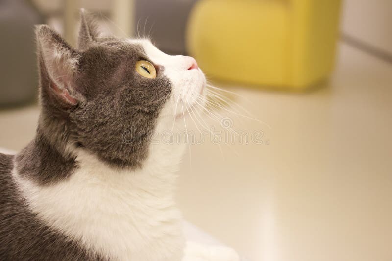 Cat Perched White Counter Stock Photos - Free & Royalty-Free Stock ...